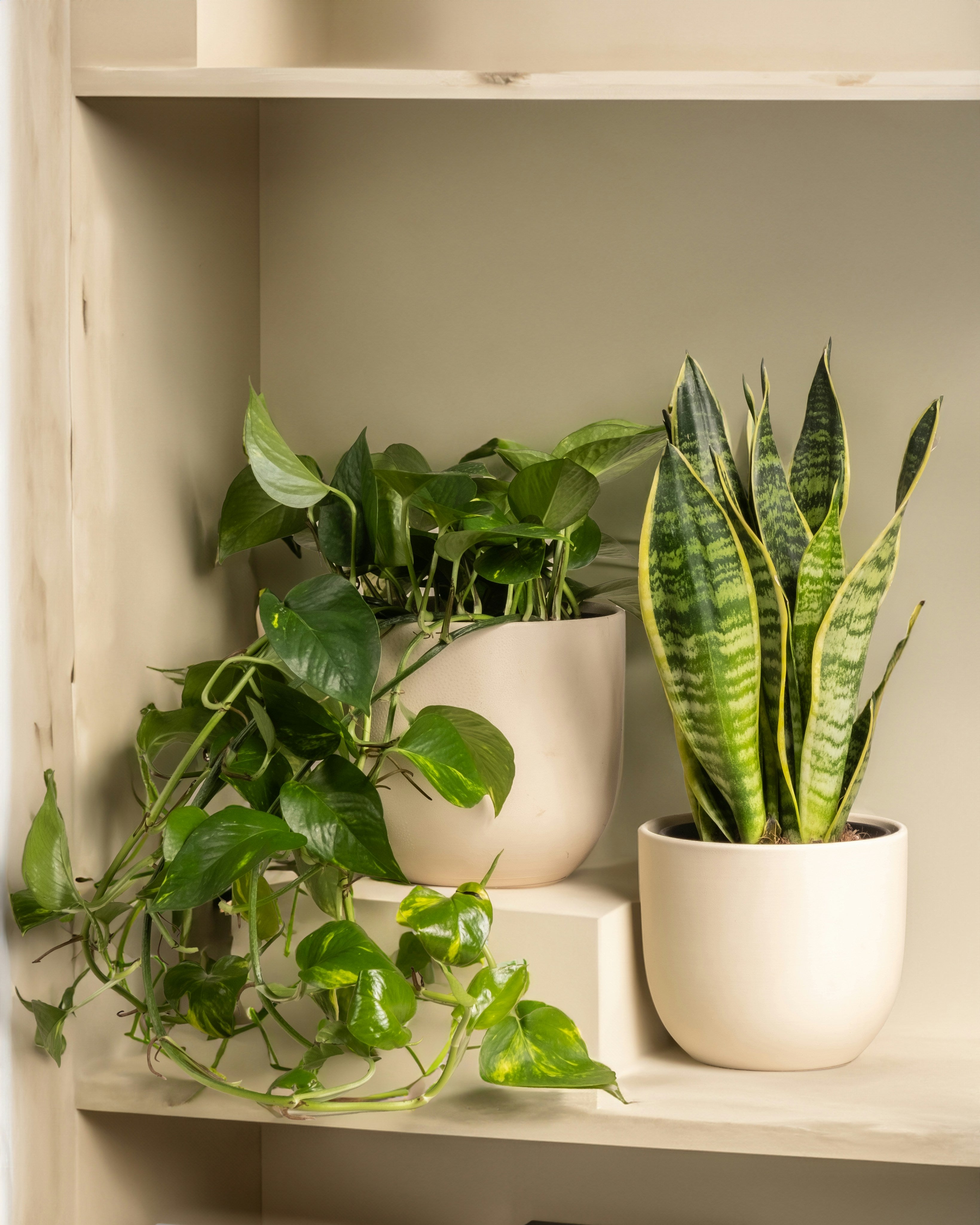 Plant Combo Packs – Value Plants