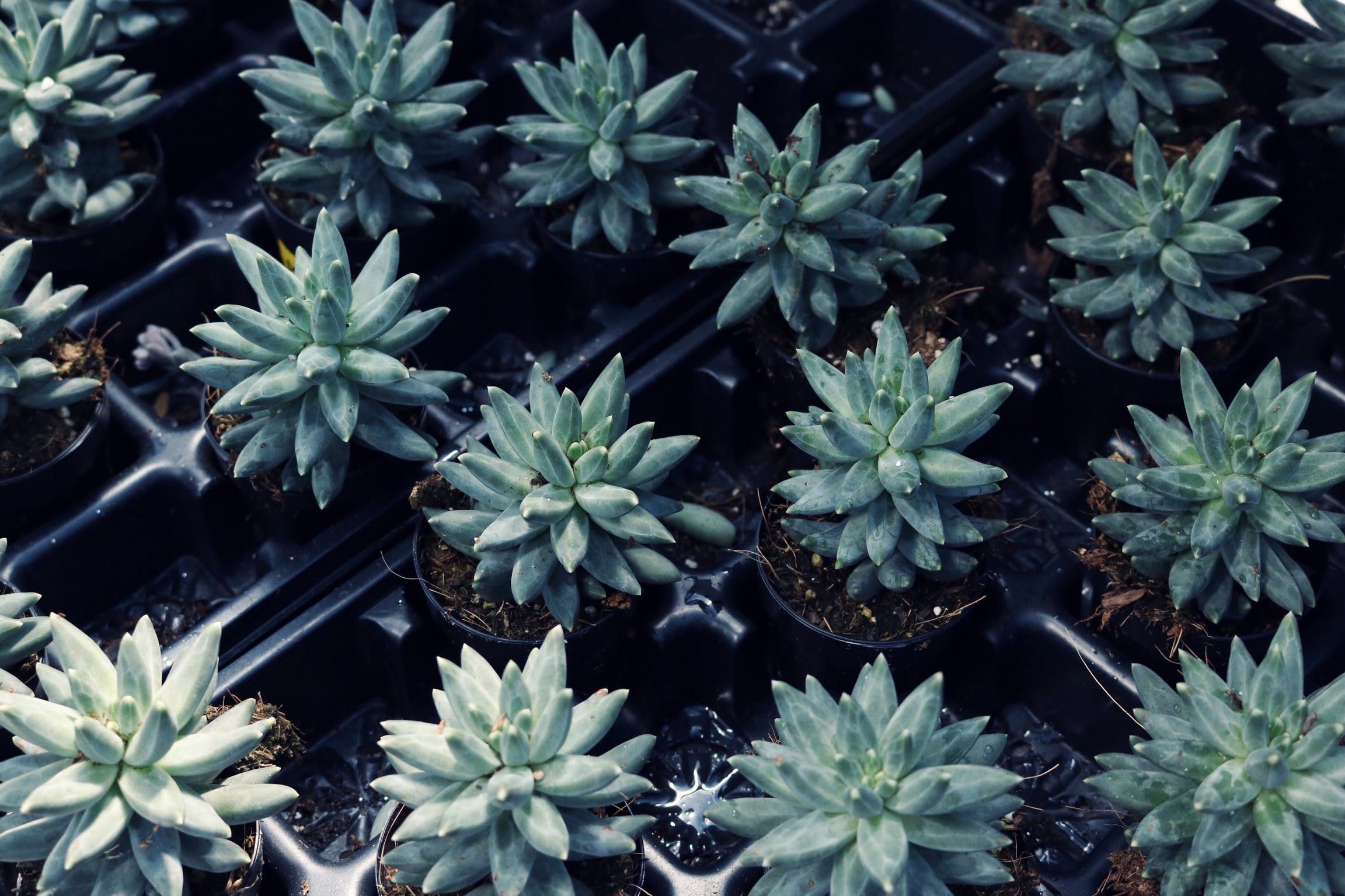 Bulk Plants – Value Plants